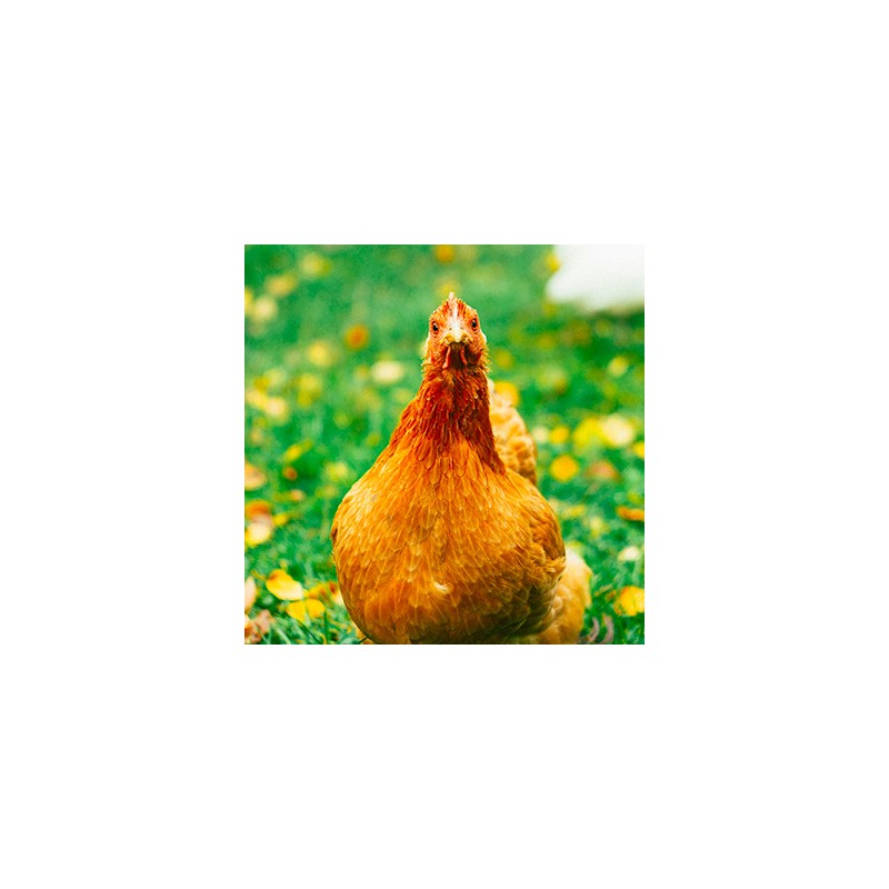 Poussin poule pondeuse rousse 1 jour - Le Couvoir du Lampy