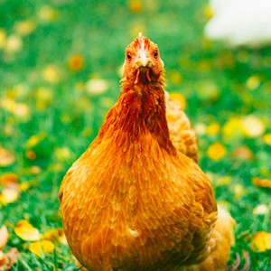 Poussin poule pondeuse rousse 1 jour - Le Couvoir du Lampy